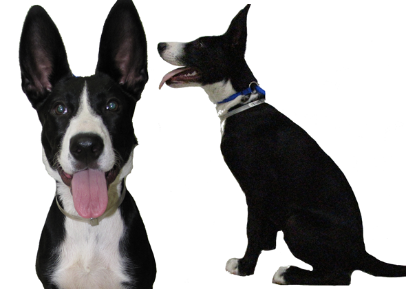heinz 57 dogs | Doggies.com Dog Blog