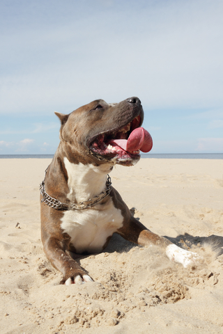 “Leftover” pets from Hurricane Sandy | Doggies.com Dog Blog