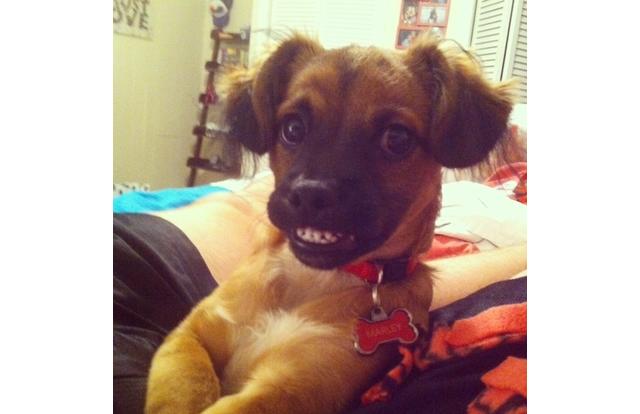 say-cheese | Doggies.com Dog Blog