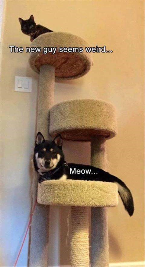 Dog in cat tree | Doggies.com Dog Blog
