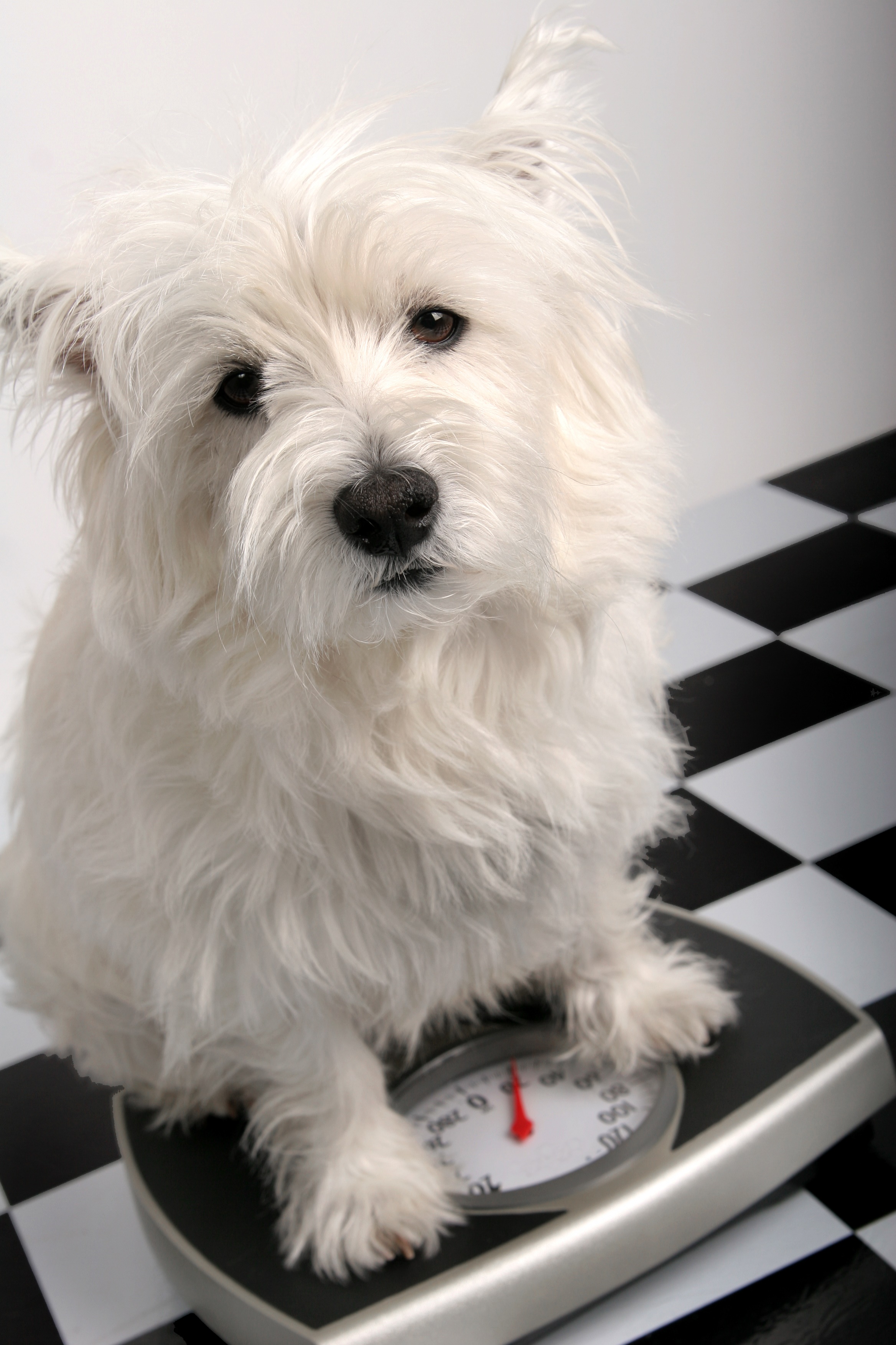 Overweight? Me? | Doggies.com Dog Blog