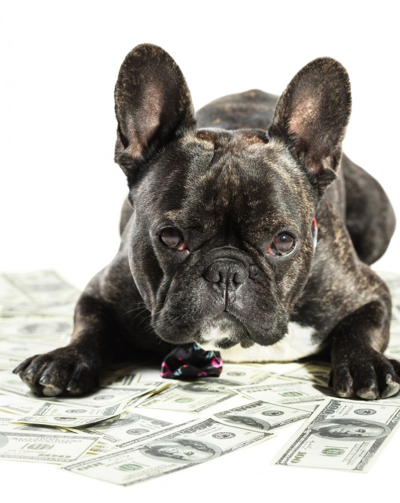 French bulldog dog lying on money banknotes | Doggies.com Dog Blog