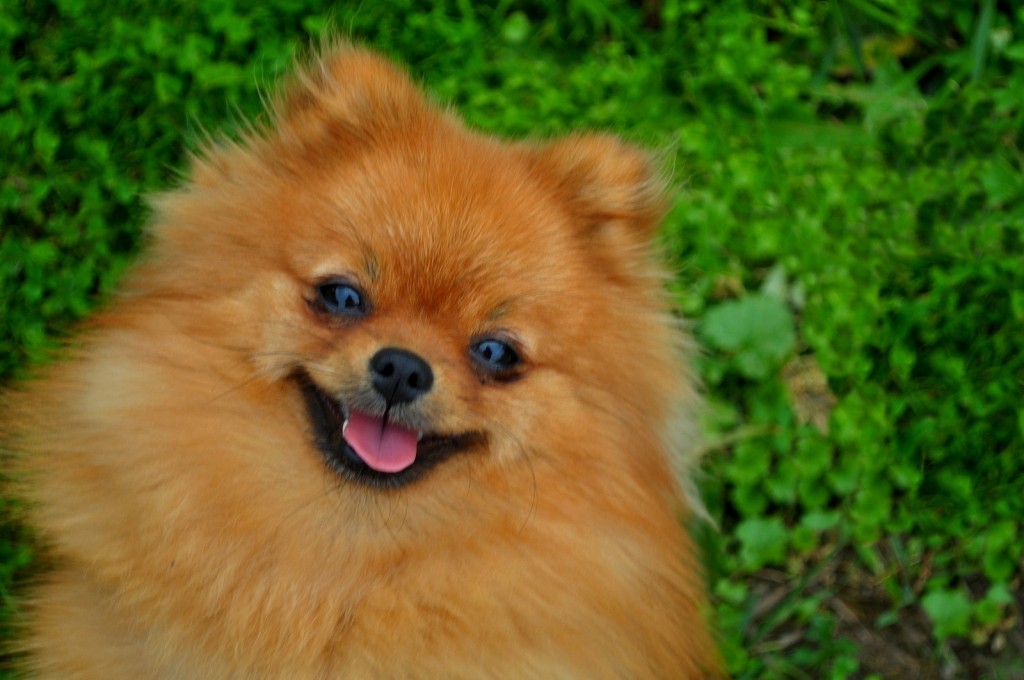 Smile Of Dog Pomeranian Spitz. Portrait Pomeranian Smiling Dog ...
