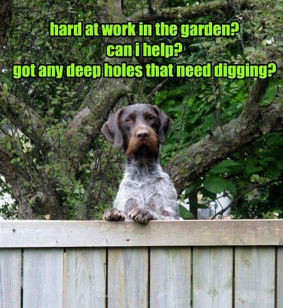 digging | Doggies.com Dog Blog