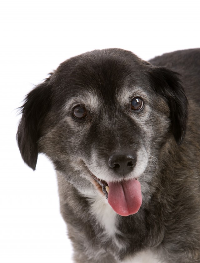 Happy Elderly Dog | Doggies.com Dog Blog