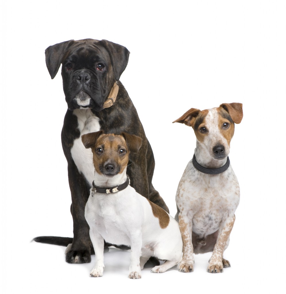Group Of Three Dogs Boxer, Jack Russell And A Crossbreed | Doggies.com ...
