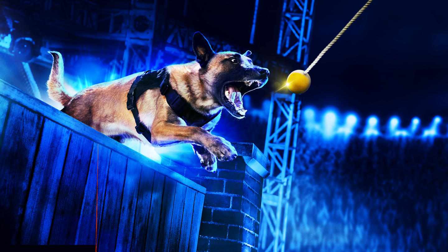 Americas top dog Doggies Dog Blog