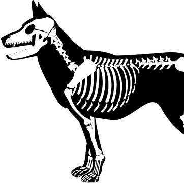 A Dog's Musculoskeletal System